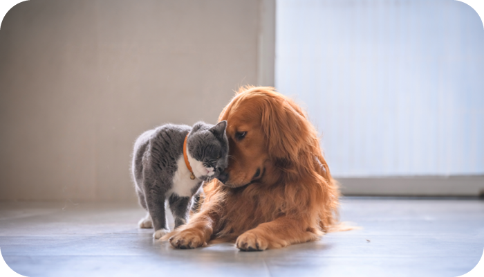 Pet insurance policy documents | CoverMy Pet Australia